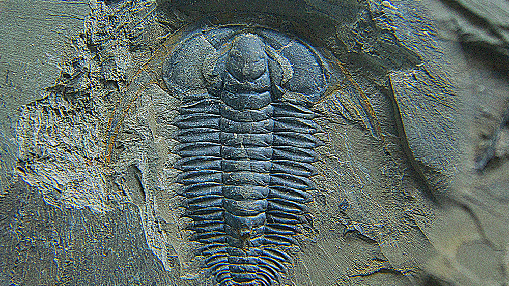 The Institute for Creation Research